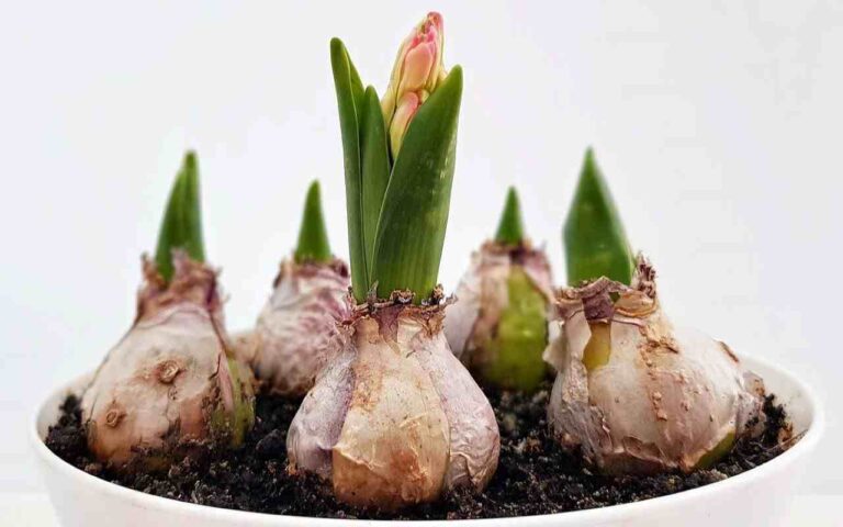 Bulbi di giacinto dopo la fioritura, cosa fare? Ecco cosa devi sapere ...