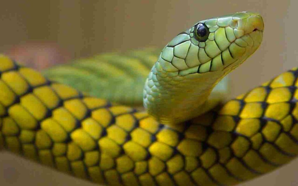 Allerta bisce in giardino: ecco come allontanarle, attenzione