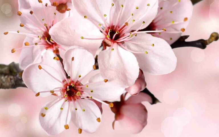 Fiori rosa: queste 5 piante creano questi splendidi fiori rosa, ecco quali